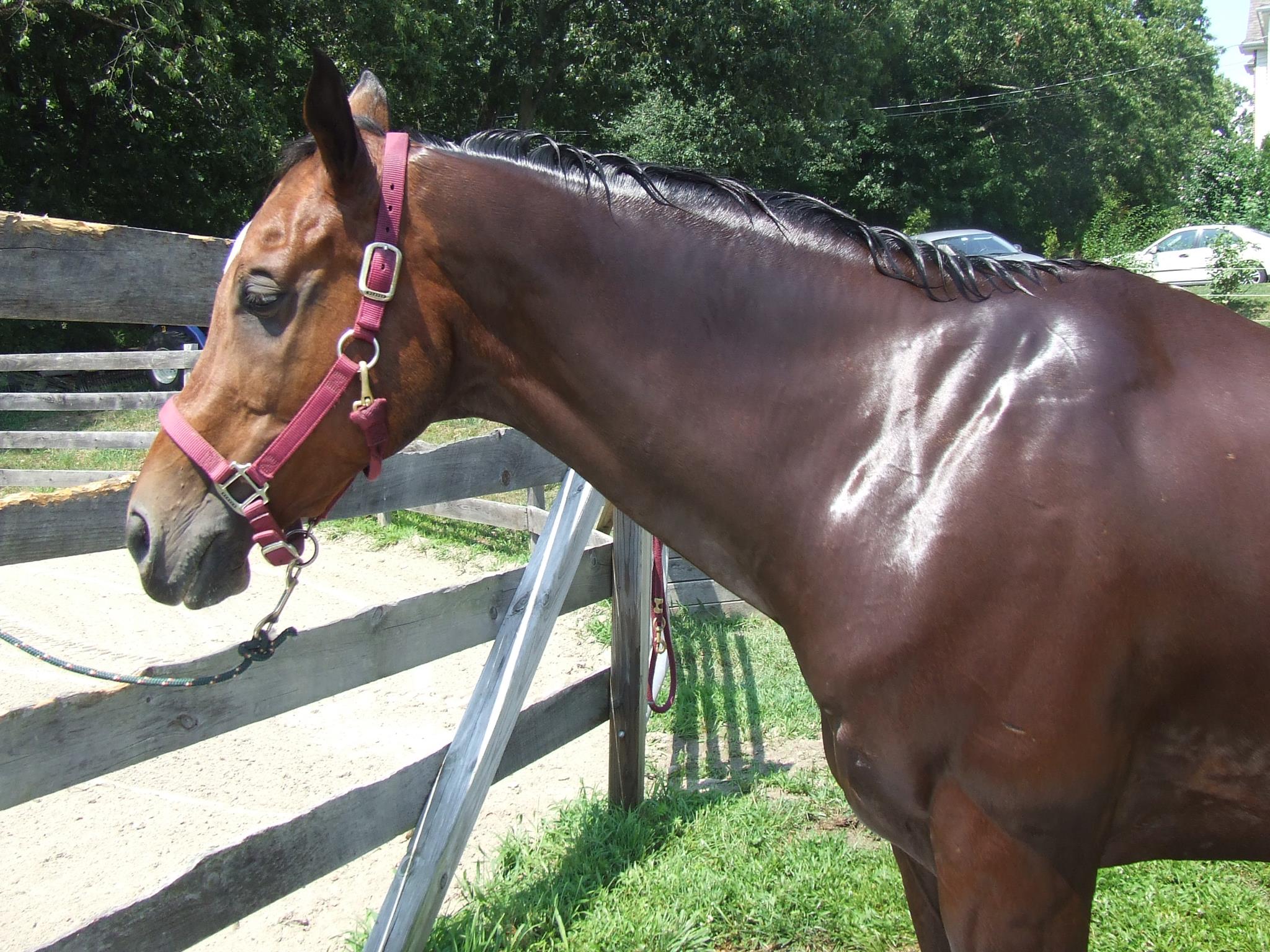 How To Bathe Your Horse For Beginners - The Flaxen Filly