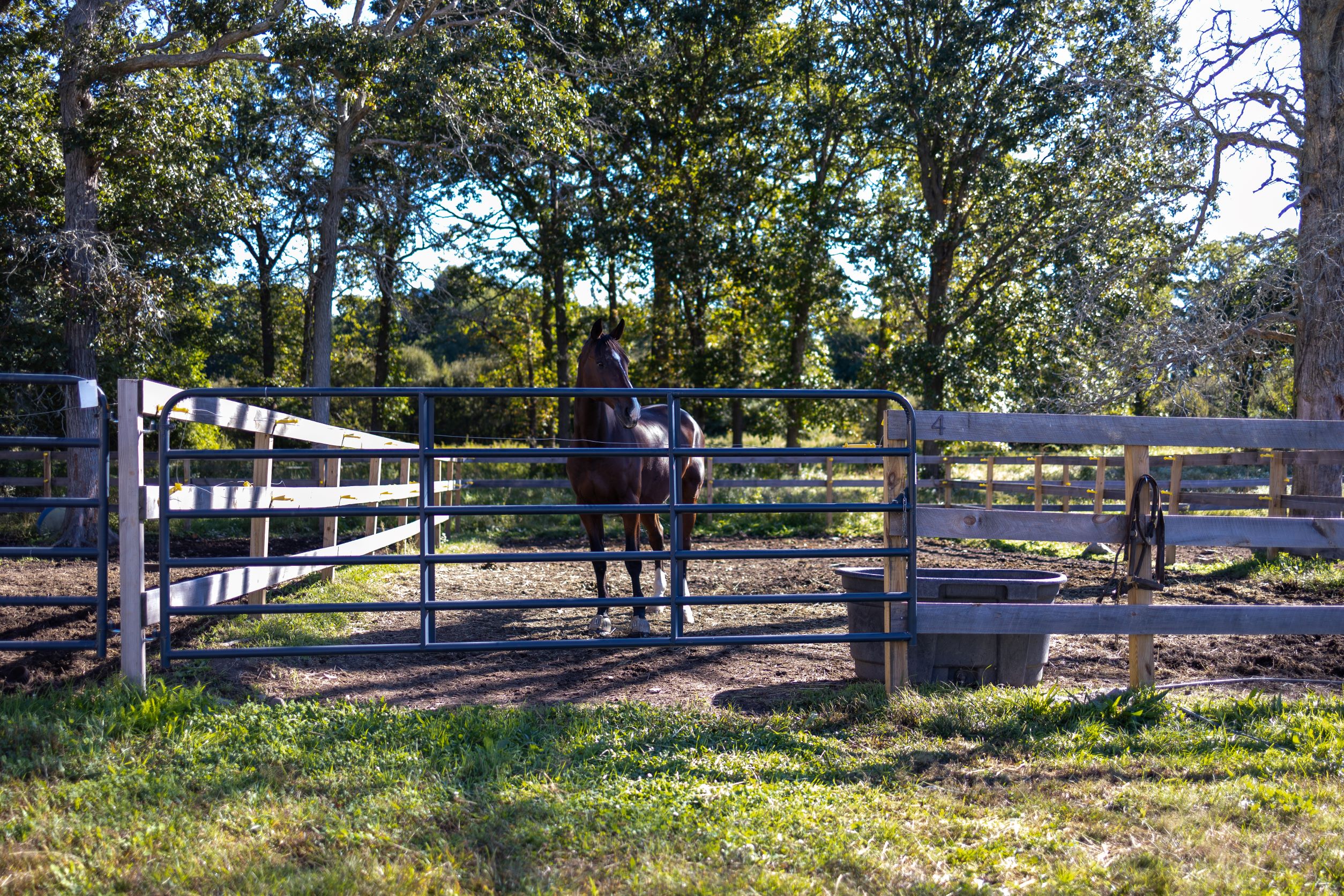 The Best Way To Manage A Horse Training Facility! - The Flaxen Filly
