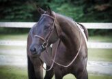 25 Awesome Equine Careers You'll Love! - The Flaxen Filly