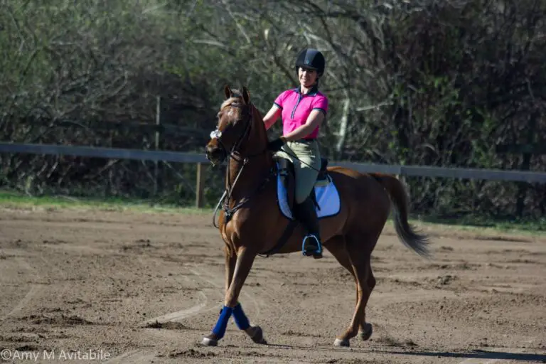 115 Need To Know Horse Terms For Beginner Equestrians! - The Flaxen Filly