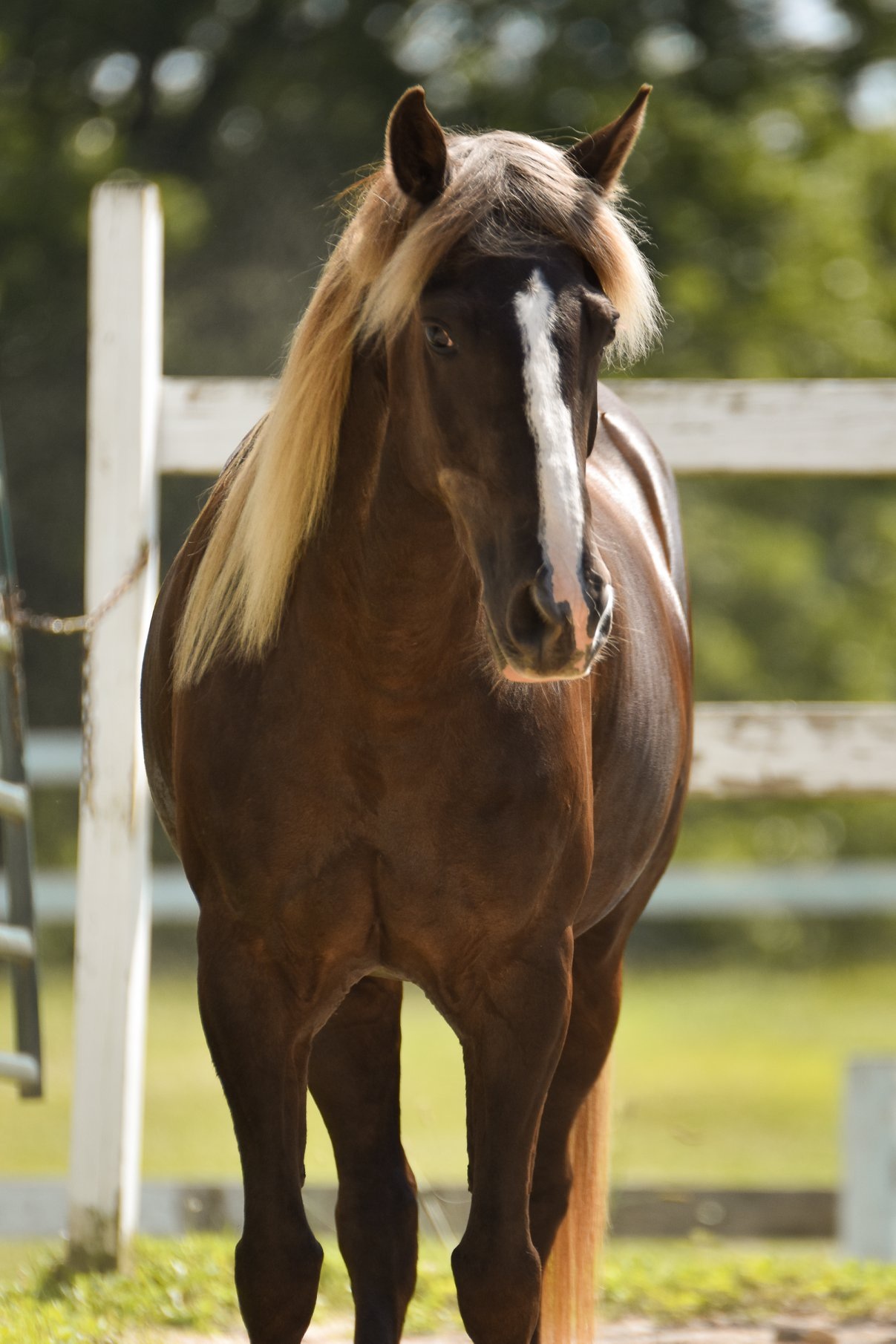 How To Choose A Boarding Barn For Your Horse - The Flaxen Filly