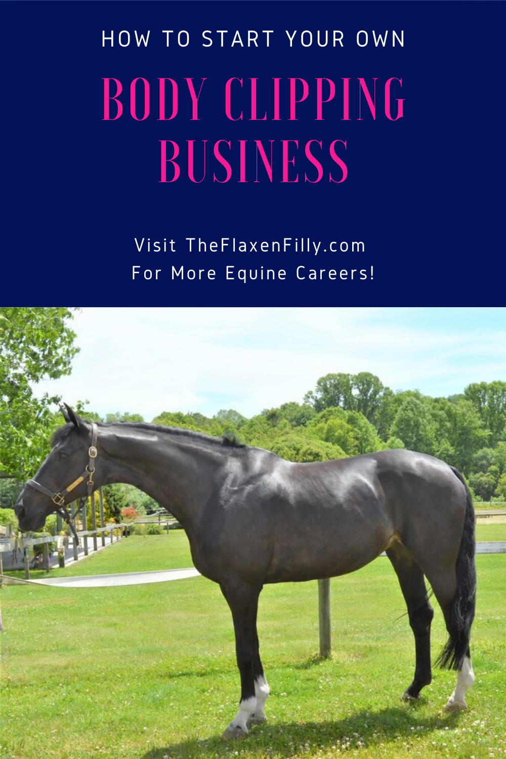 Equine Detailing, A Full Time Equine Career - The Flaxen Filly