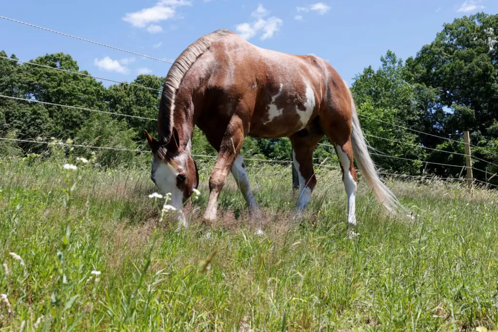 115 Need To Know Horse Terms For Beginner Equestrians! - The Flaxen Filly