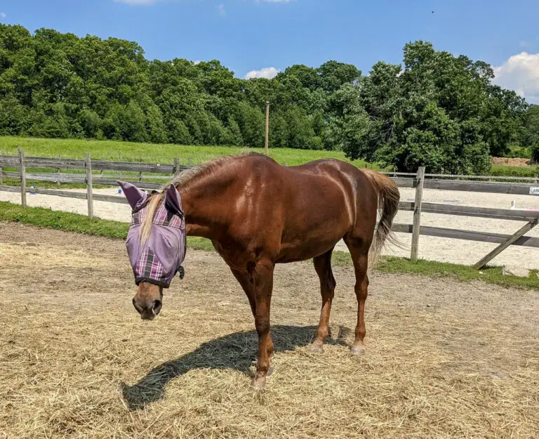 115 Need To Know Horse Terms For Beginner Equestrians! - The Flaxen Filly