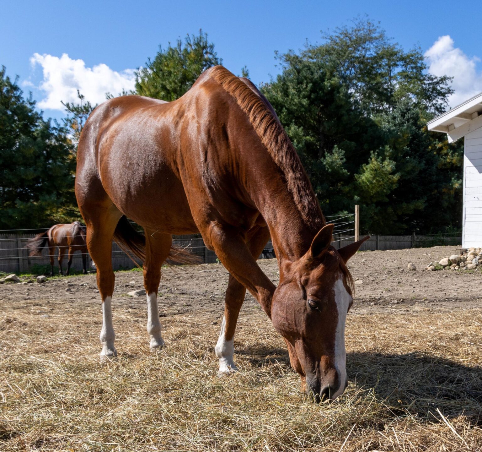 How To Care For Your Horse: Daily Check List - The Flaxen Filly