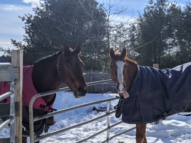 Winter Horse Care Tips You Need To Know! - The Flaxen Filly