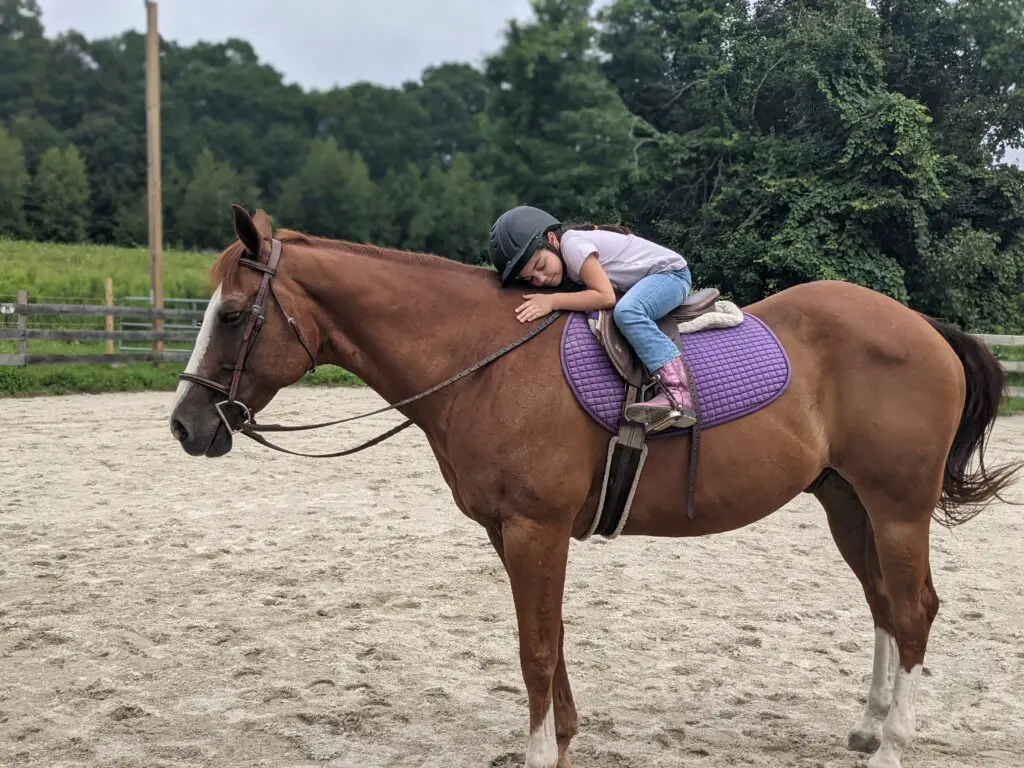 Why Are Horseback Riding Lessons Expensive? Cost Explained - The Flaxen ...