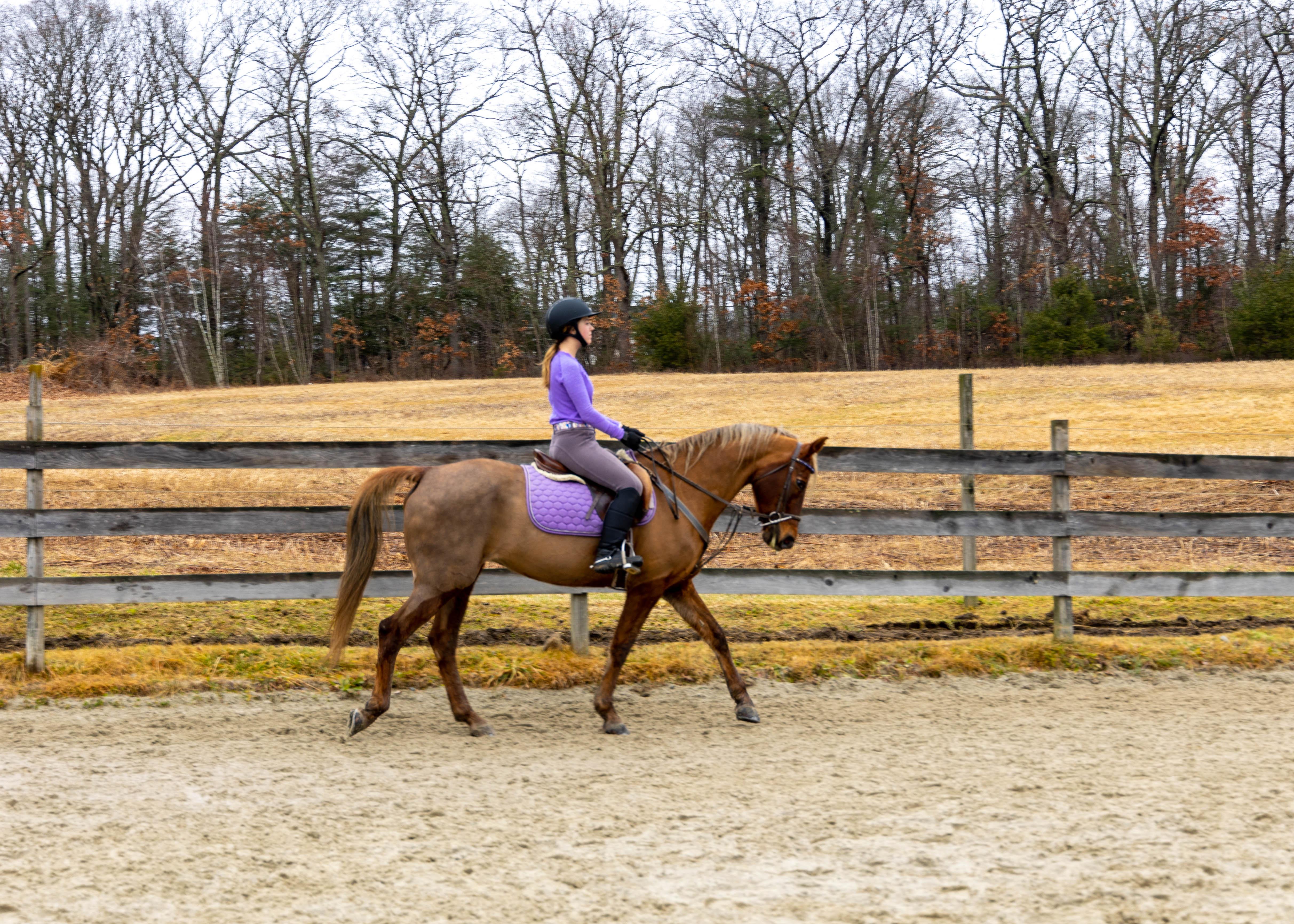 How Often Should You Take Horseback Riding Lessons? - The Flaxen Filly