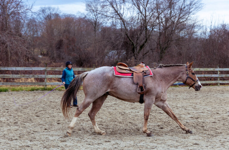 How To Tell Which Lead You're On: Tips For Canter & Lope - The Flaxen Filly