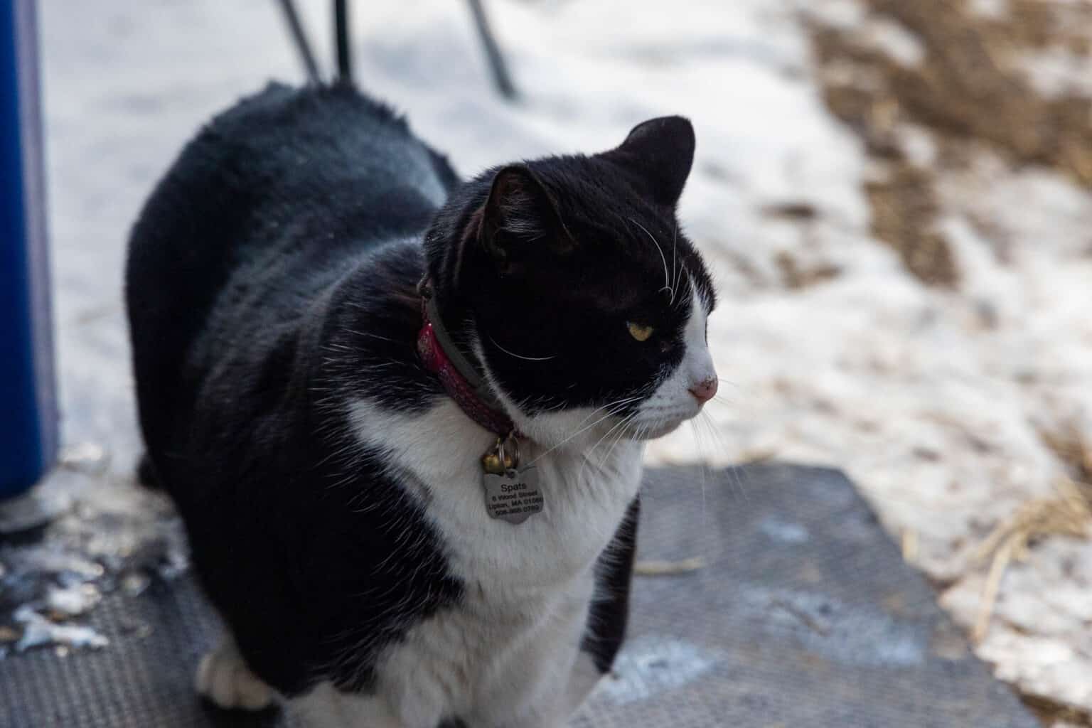 22 Spring Cleaning & Safety Tasks For Horse Farms - The Flaxen Filly