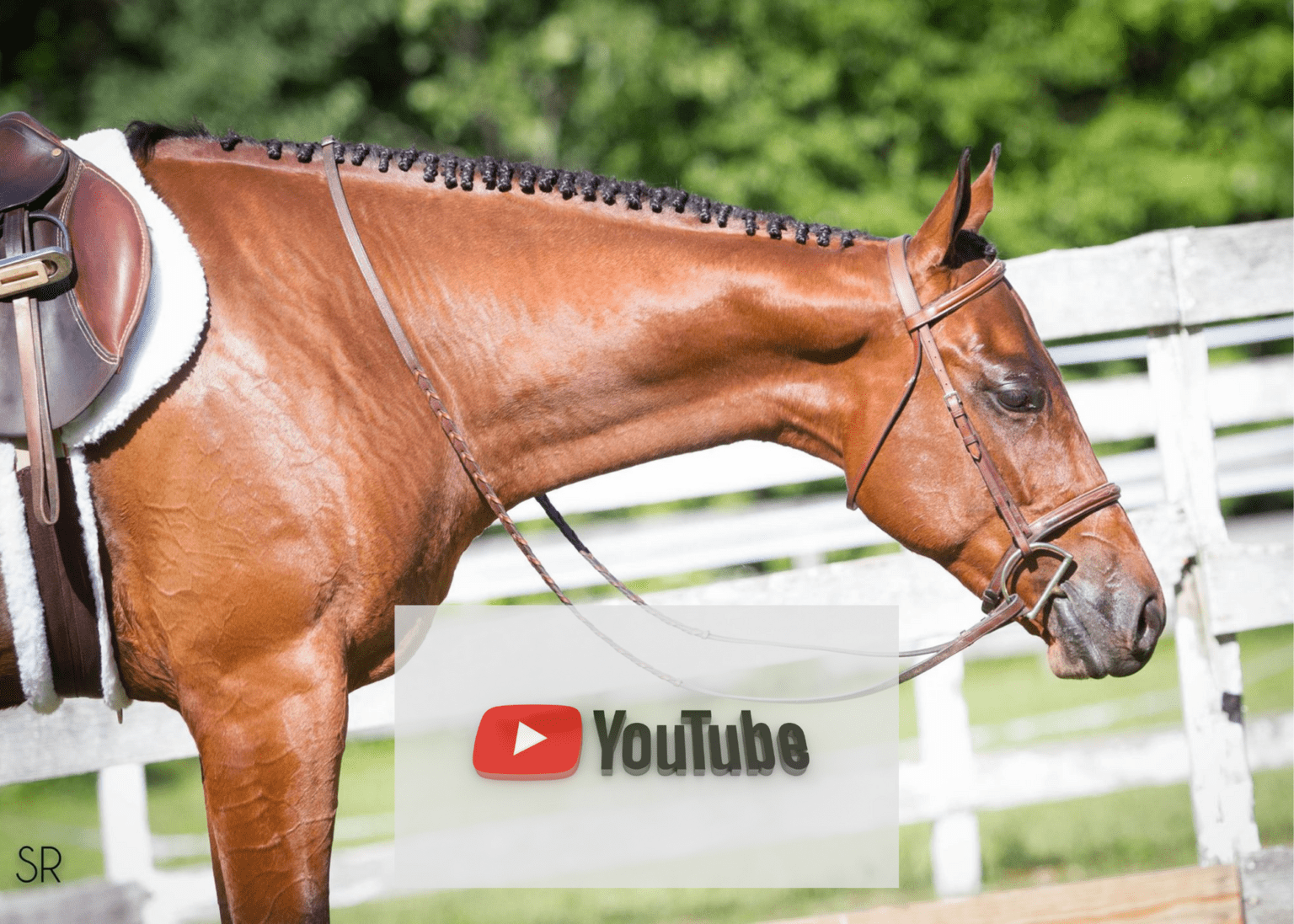 9 Inspirational Equestrian YouTube Channels You Should Watch! - The ...