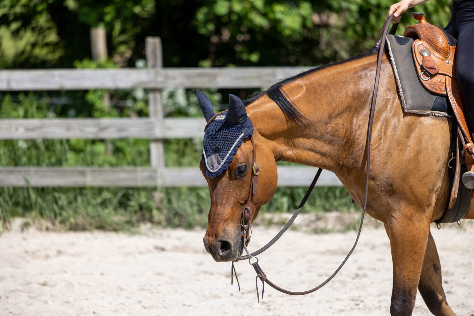 25 Inspiring Horse Quotes That Sum Up Horses Perfectly - The Flaxen Filly