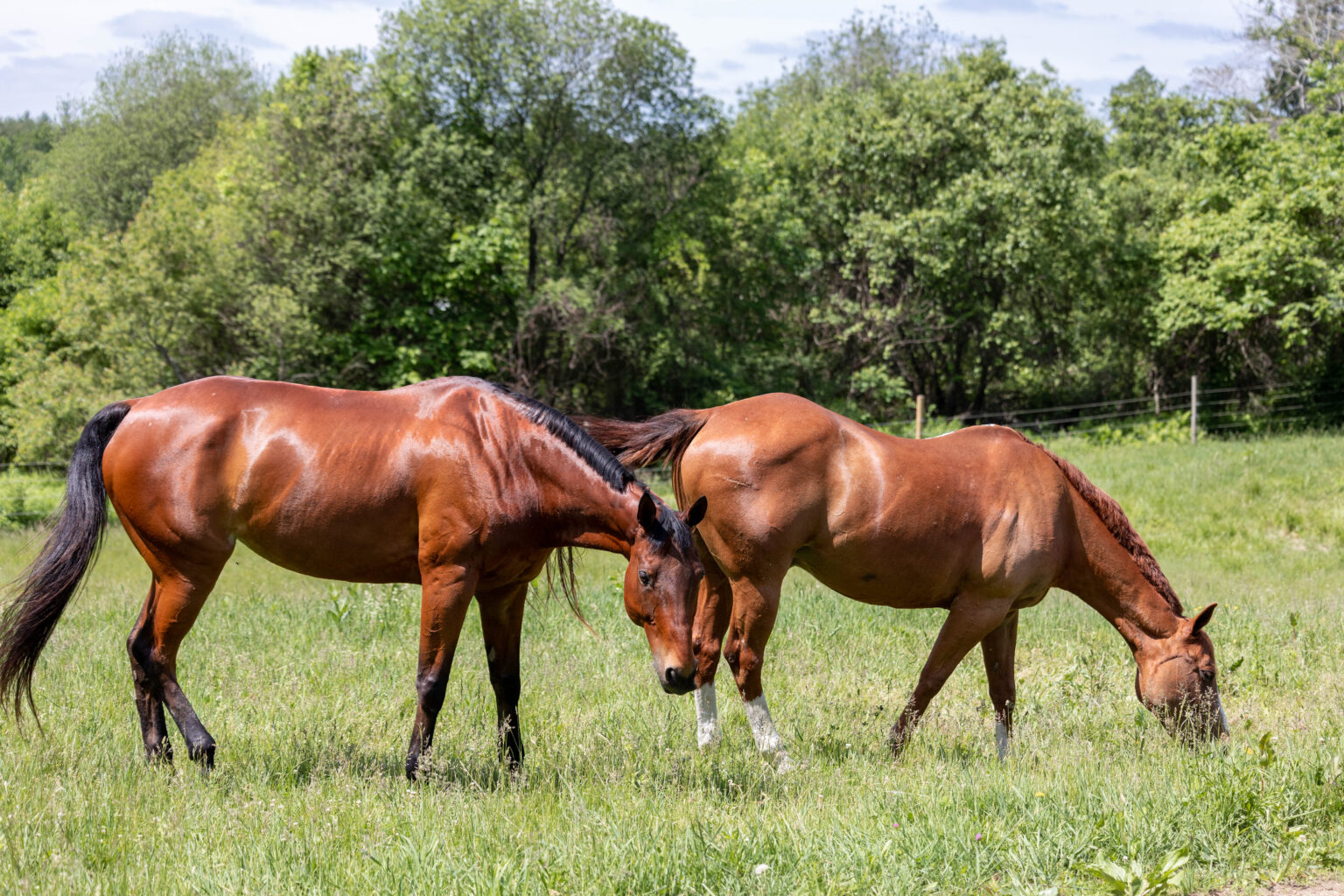 How To Walk Behind & Work Around A Horse's Hind End - The Flaxen Filly