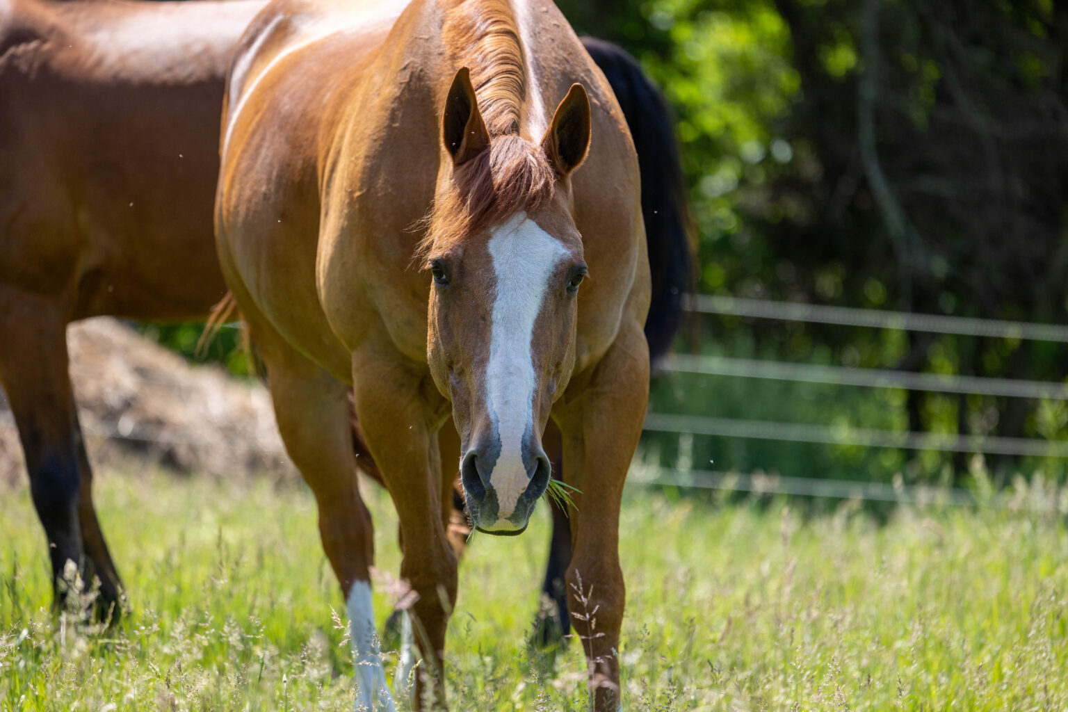 12 Simple Time Saving Hacks For Equestrians! - The Flaxen Filly